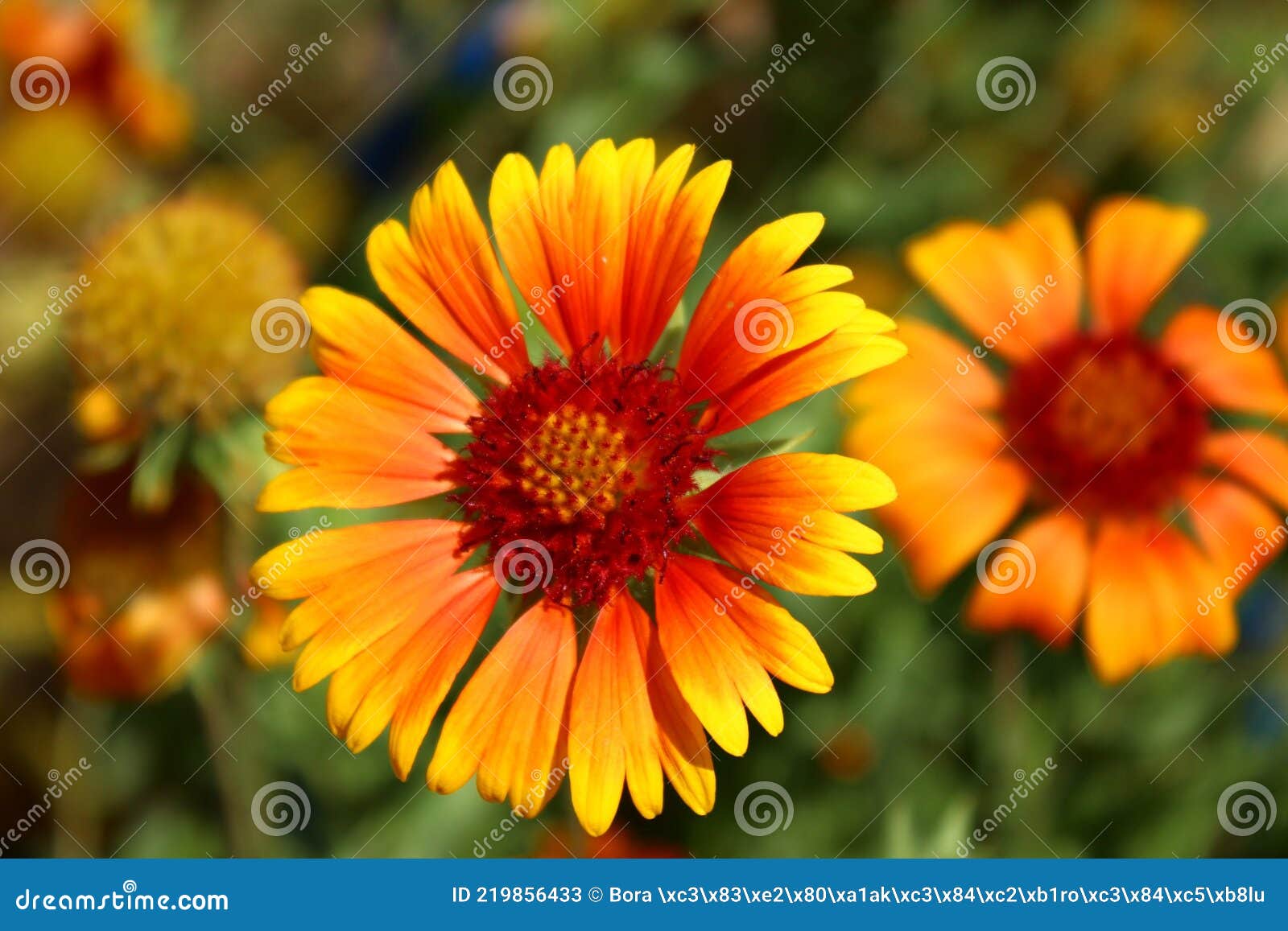 Gypsy flower stock image. Image of petal, plant, blossom - 219856433