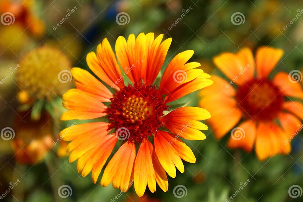 Gypsy flower stock image. Image of petal, plant, blossom - 219856433