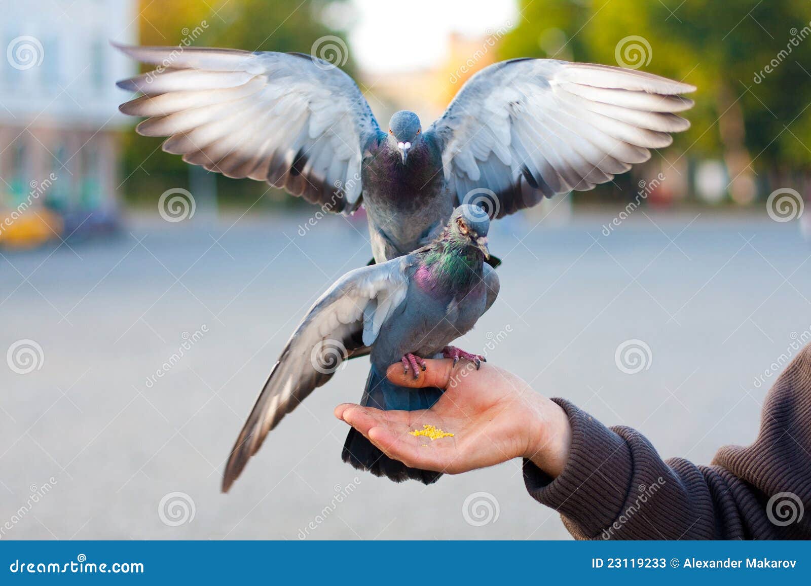 Introducir Las Palomas En Las Manos Imagen de archivo - Imagen de feliz ...