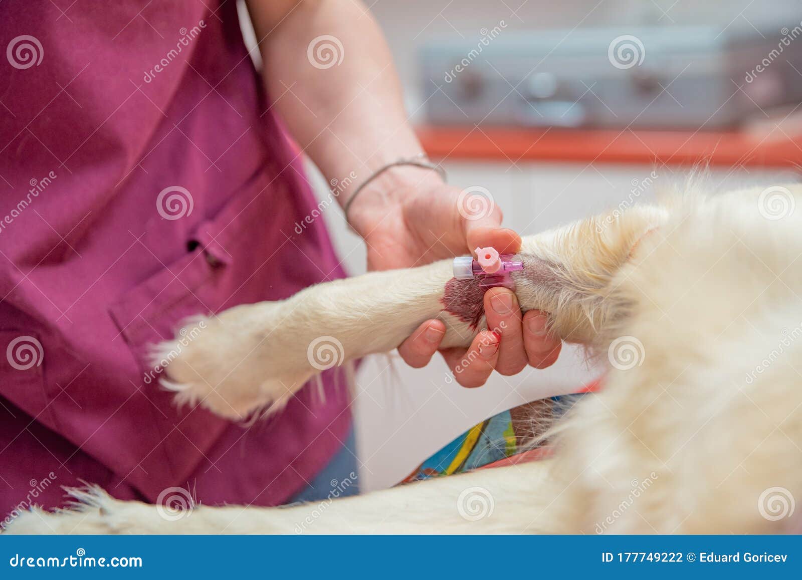 Introduction of a Cannula for Blood Collection into the Dog`s Paw Stock ...