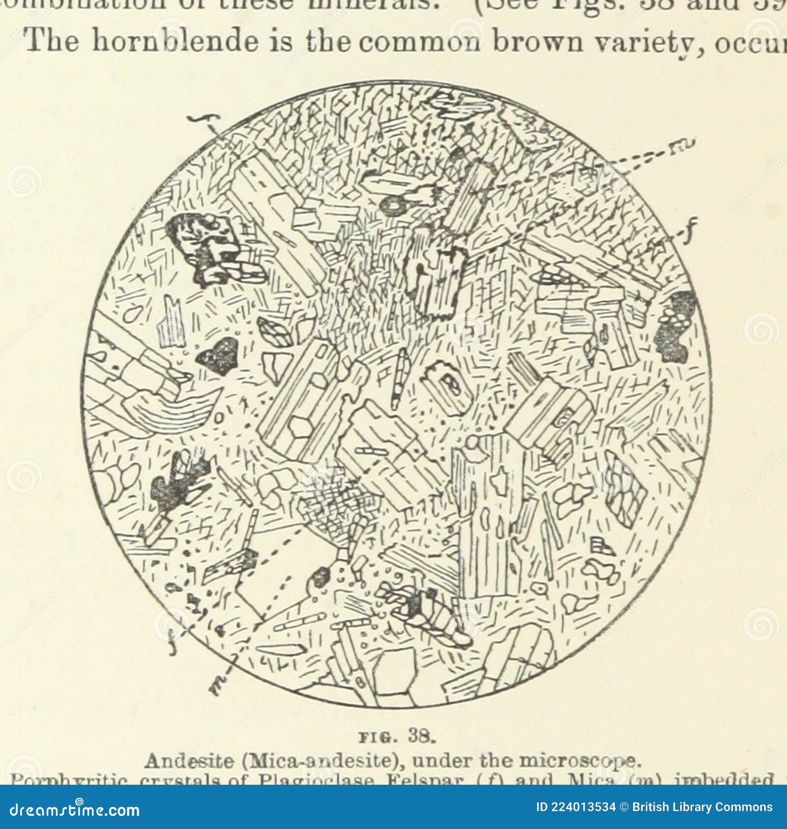 British Library Digitised Image From Page 104 Of "An Introduction To ...