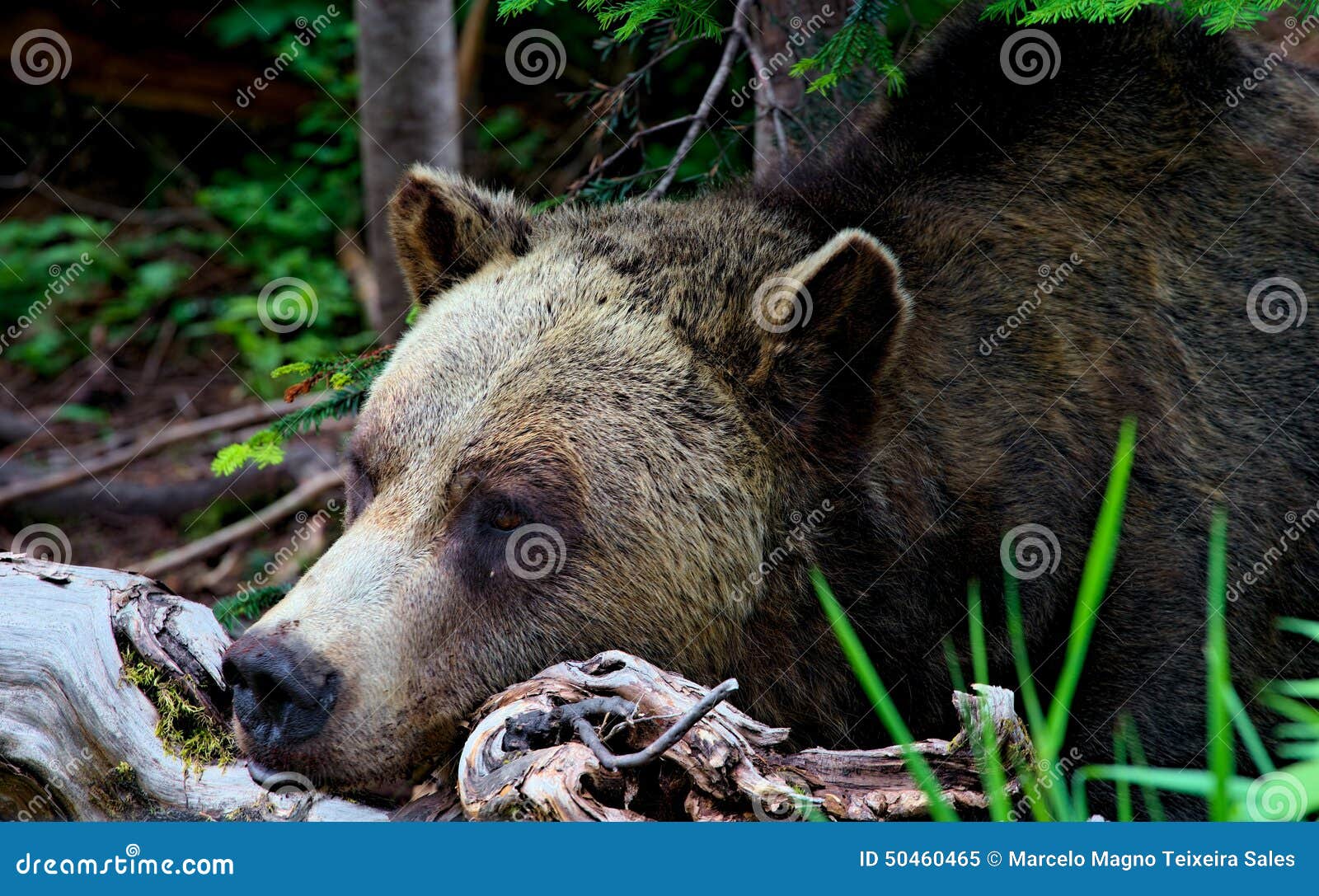 Introspective grizzly bear stock image. Image of lying - 50460465