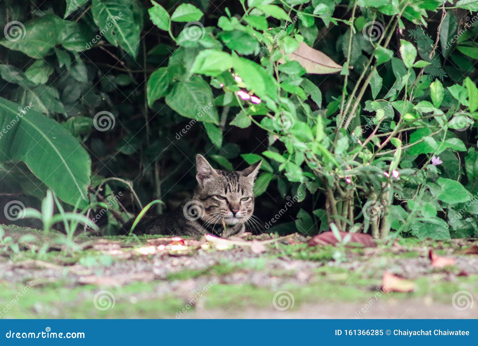 Introvert cat in the grass stock image. Image of cute - 161366285