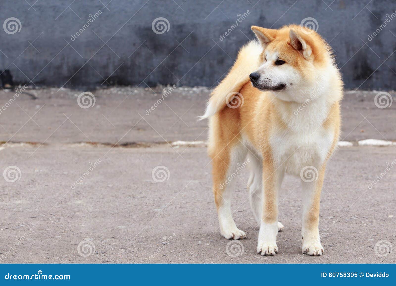 Inu De Akita De La Raza Del Perro Imagen de archivo - Imagen de mimado ...