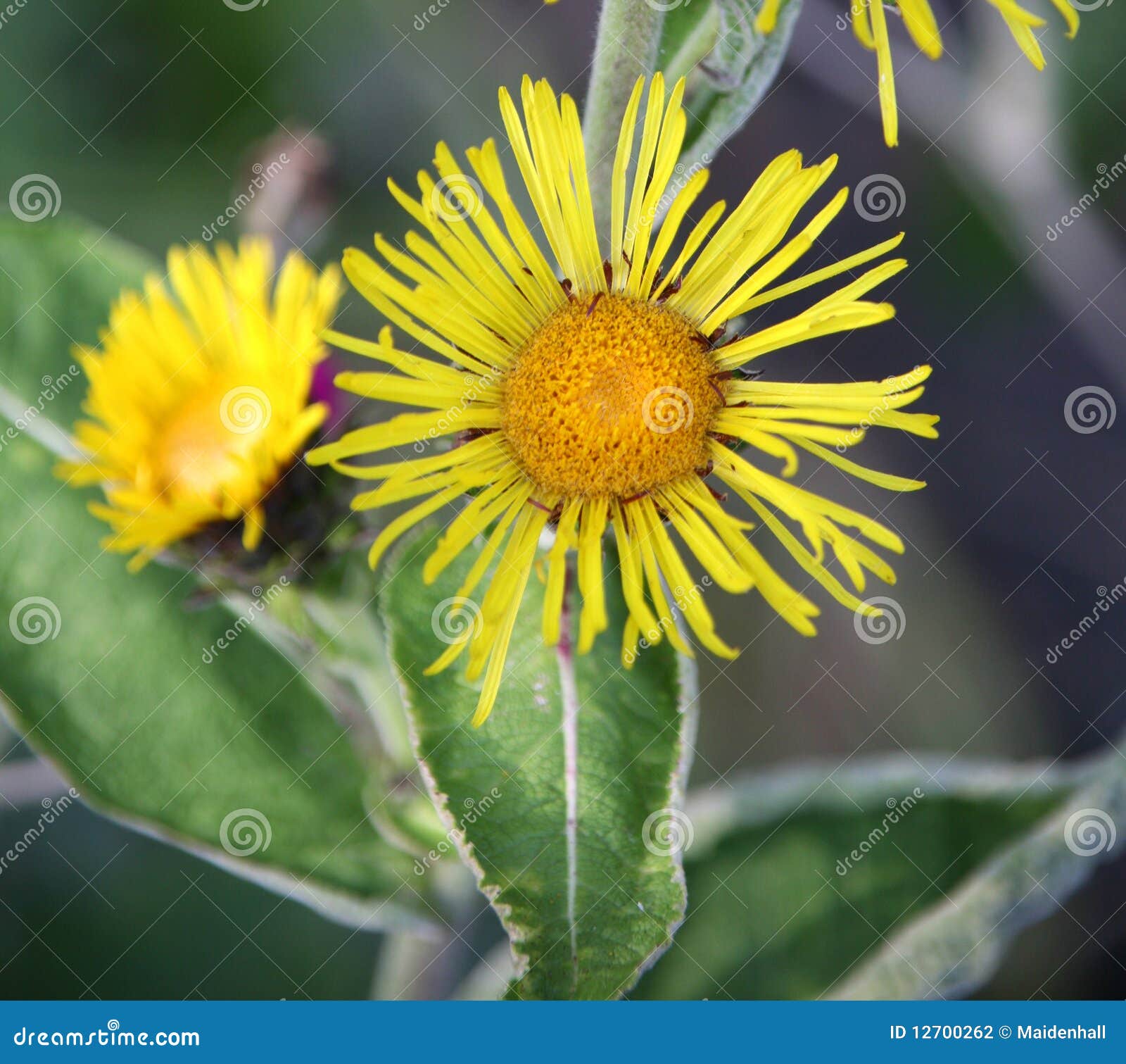 Inula stock photo. Image of foliage, spring, perenniel - 12700262