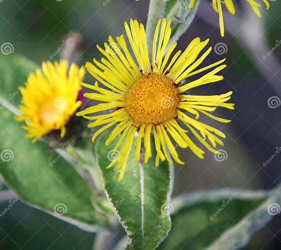 Inula stock photo. Image of foliage, spring, perenniel - 12700262
