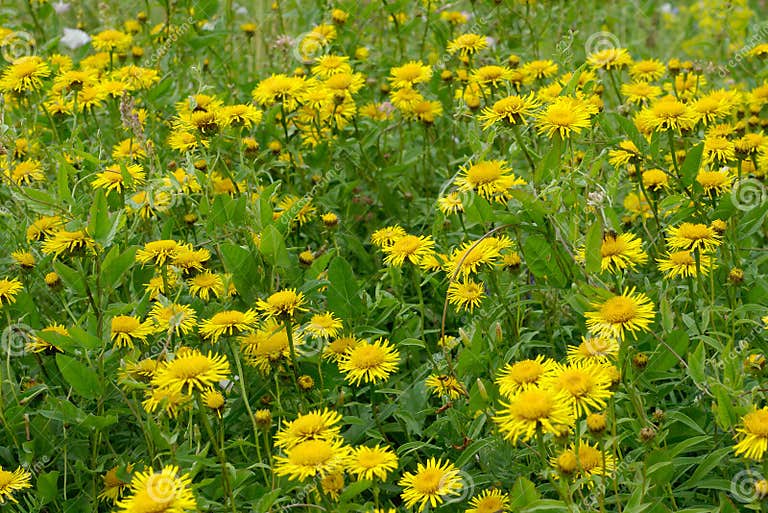 Inula stock image. Image of leaves, insects, colored, clouds - 2443227