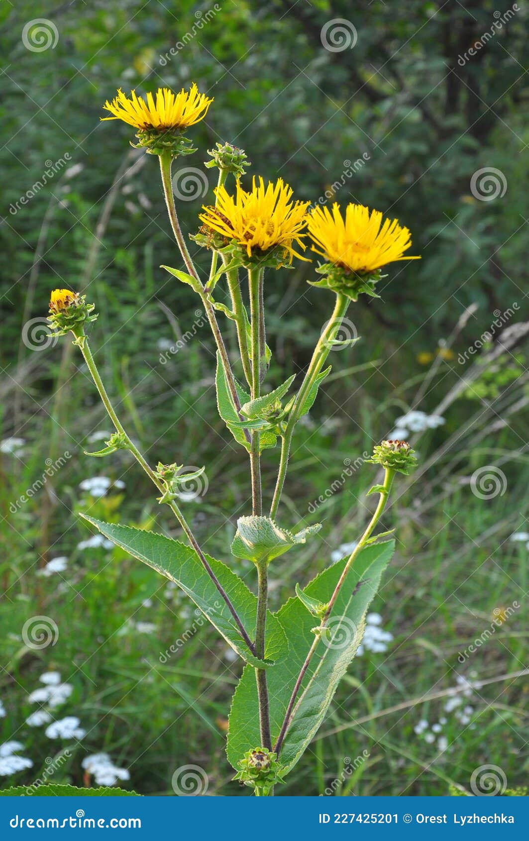 Inula Blooms in the Wild in Summer Stock Image - Image of garden ...