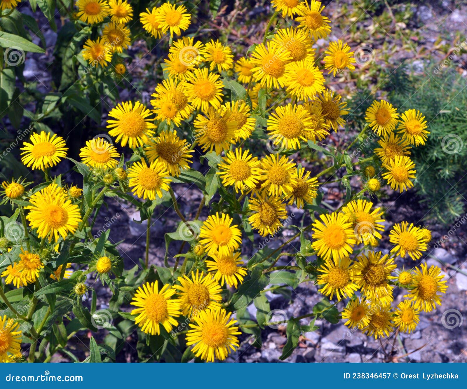 Inula Blooms in the Wild in Summer Stock Image - Image of flowers ...