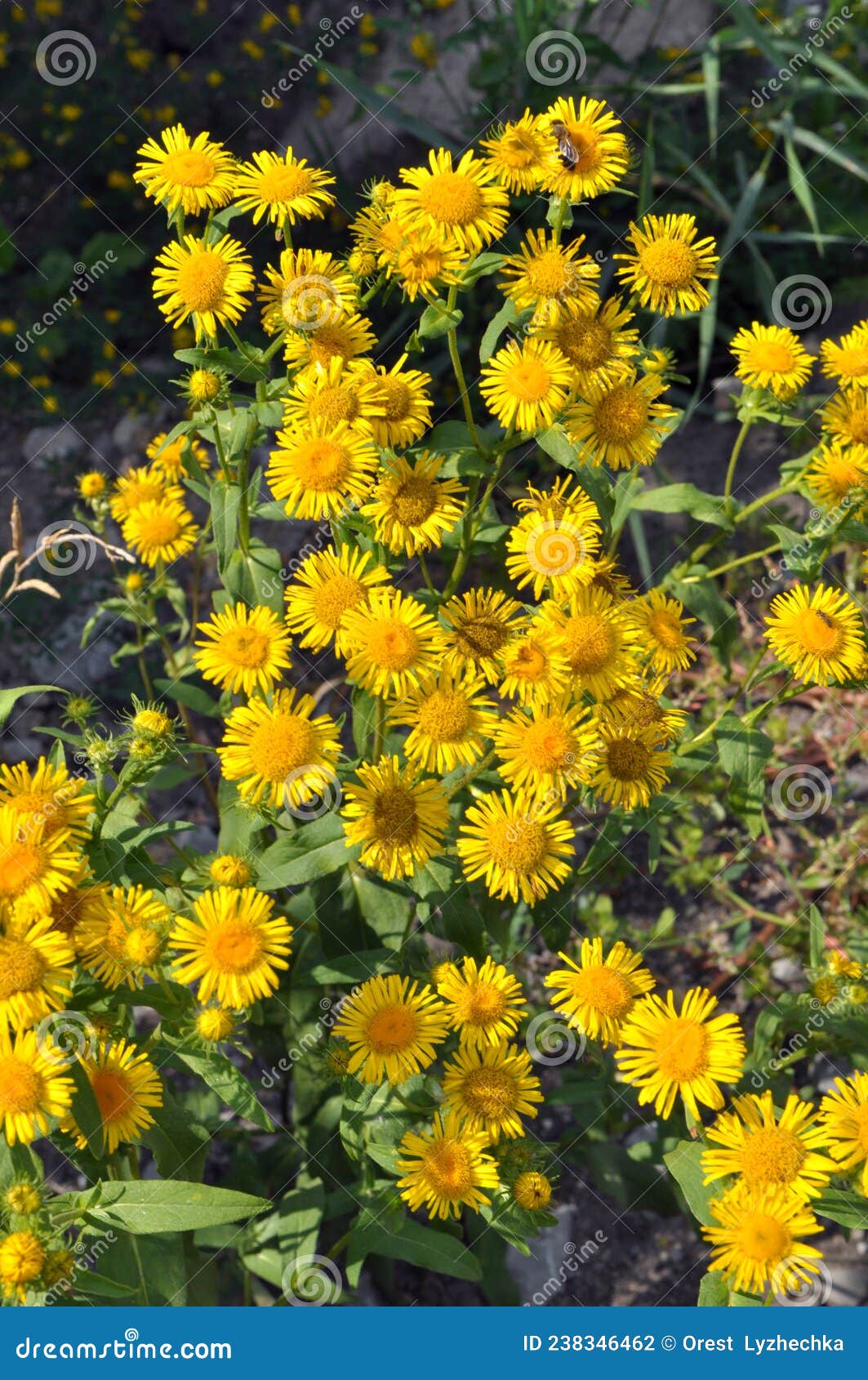 Inula Blooms in the Wild in Summer Stock Photo - Image of background ...