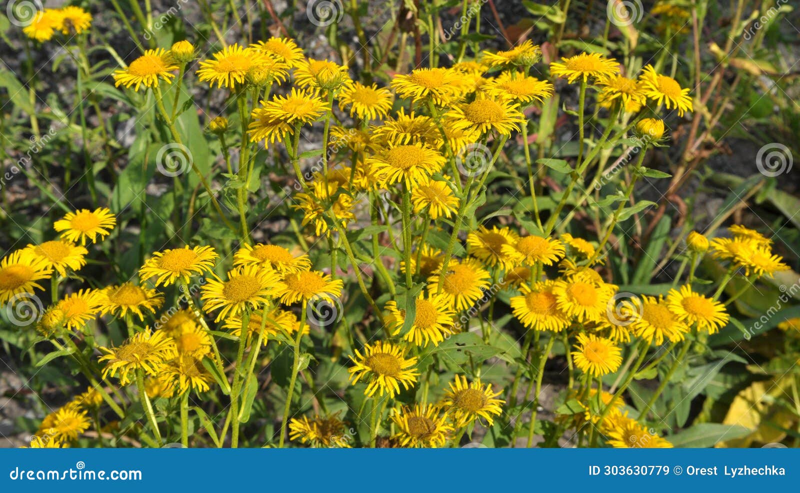 Inula Blooms in the Wild in Summer Stock Image - Image of fresh, bright ...