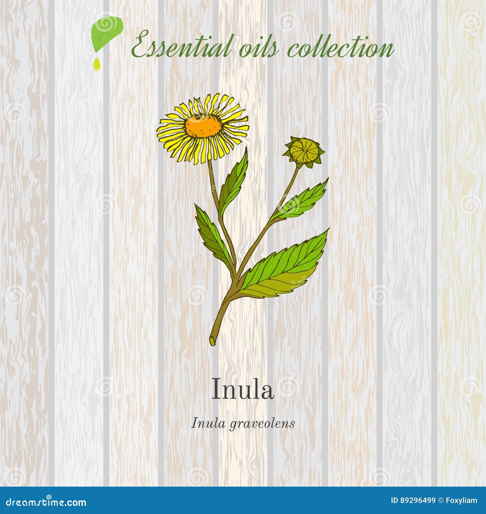 Inula, Essential Oil Label, Aromatic Plant Stock Vector - Illustration ...