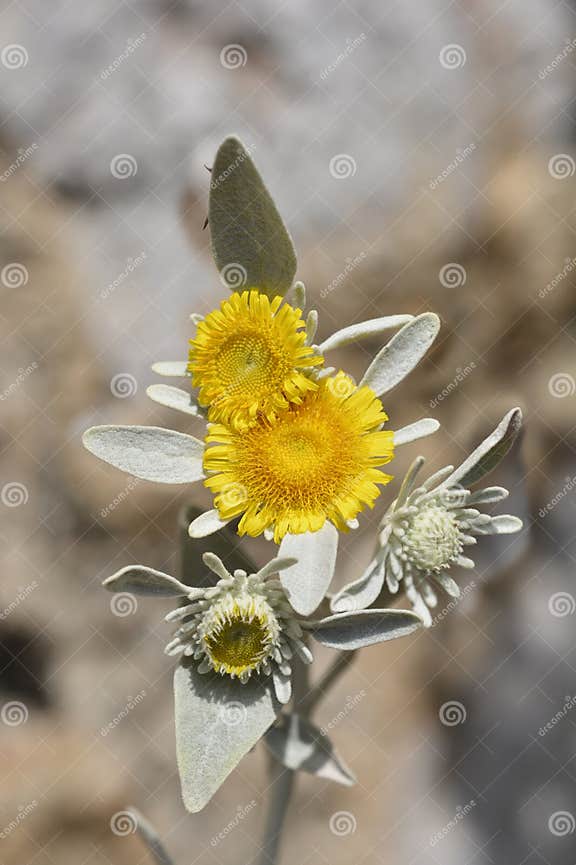 Inula stock image. Image of silver, flowers, botany - 327333473