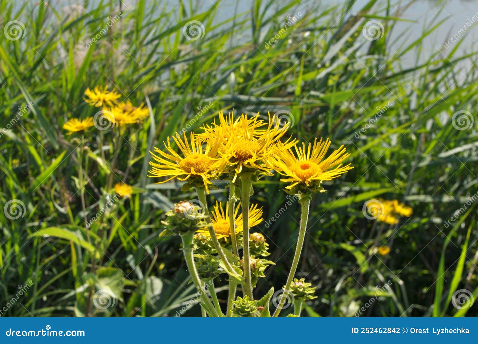 Inula Helenium Grows in the Wild Stock Photo - Image of inula ...