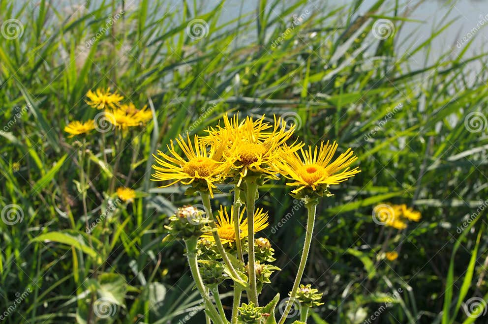 Inula Helenium Grows in the Wild Stock Photo - Image of inula ...