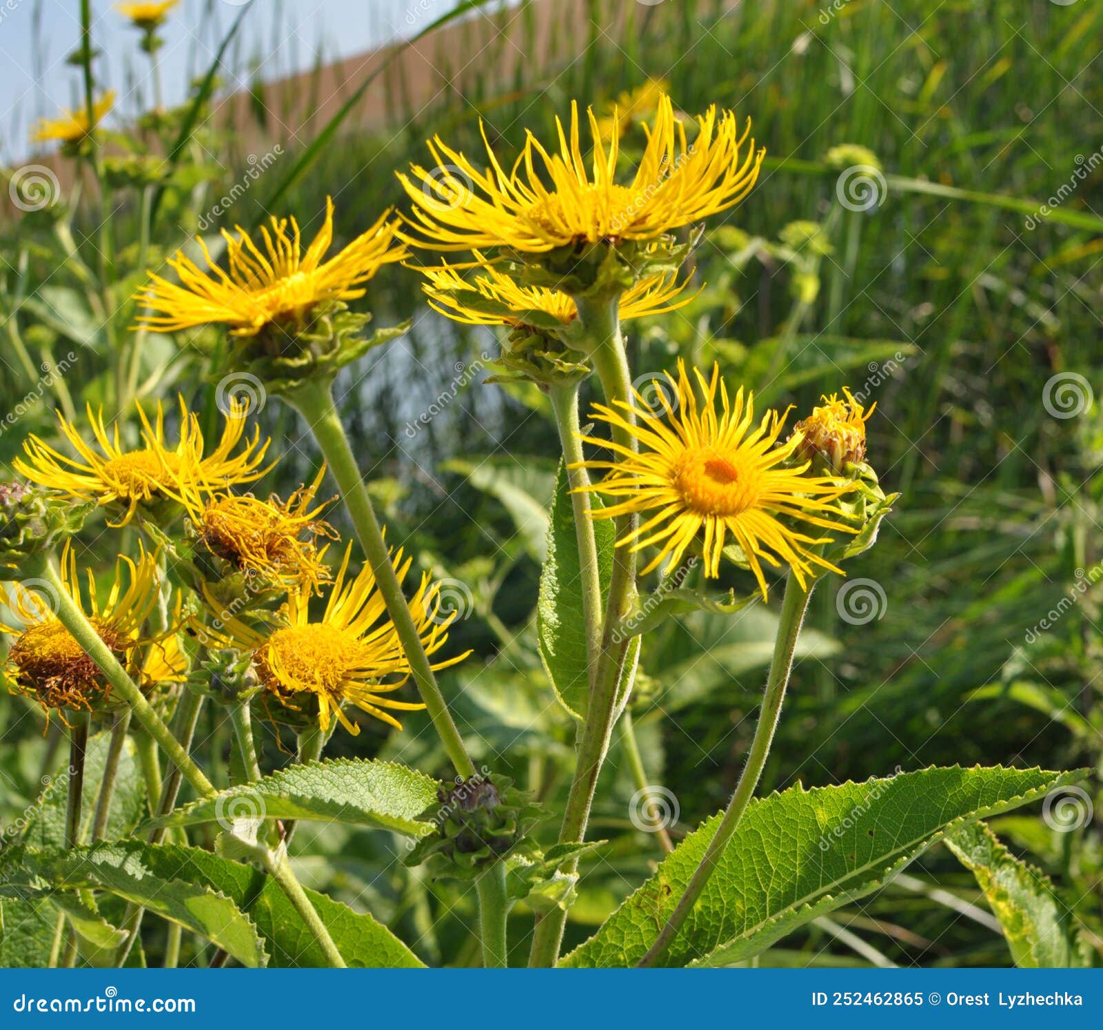 Inula Helenium Grows in the Wild Stock Image - Image of meadow, beauty ...