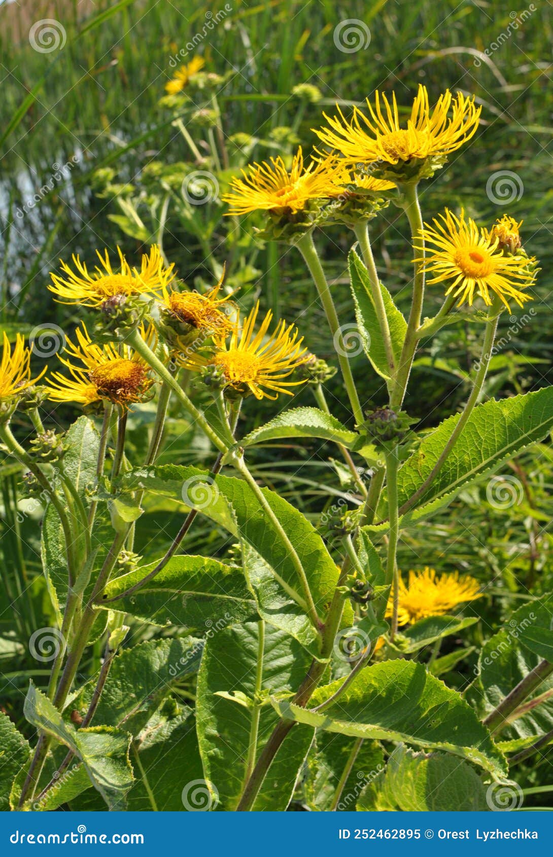 Inula Helenium Grows in the Wild Stock Image - Image of helenium ...