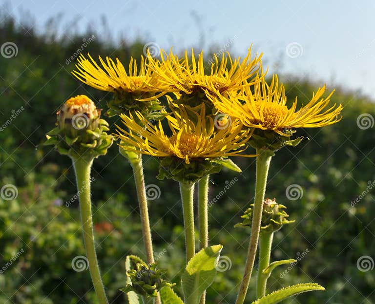 Inula Helenium Grows in the Wild Stock Photo - Image of asteraceae ...