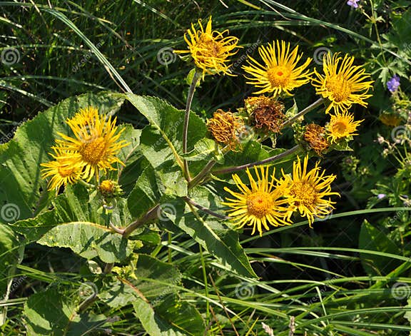 Inula Helenium Grows in the Wild Stock Image - Image of asteraceae ...