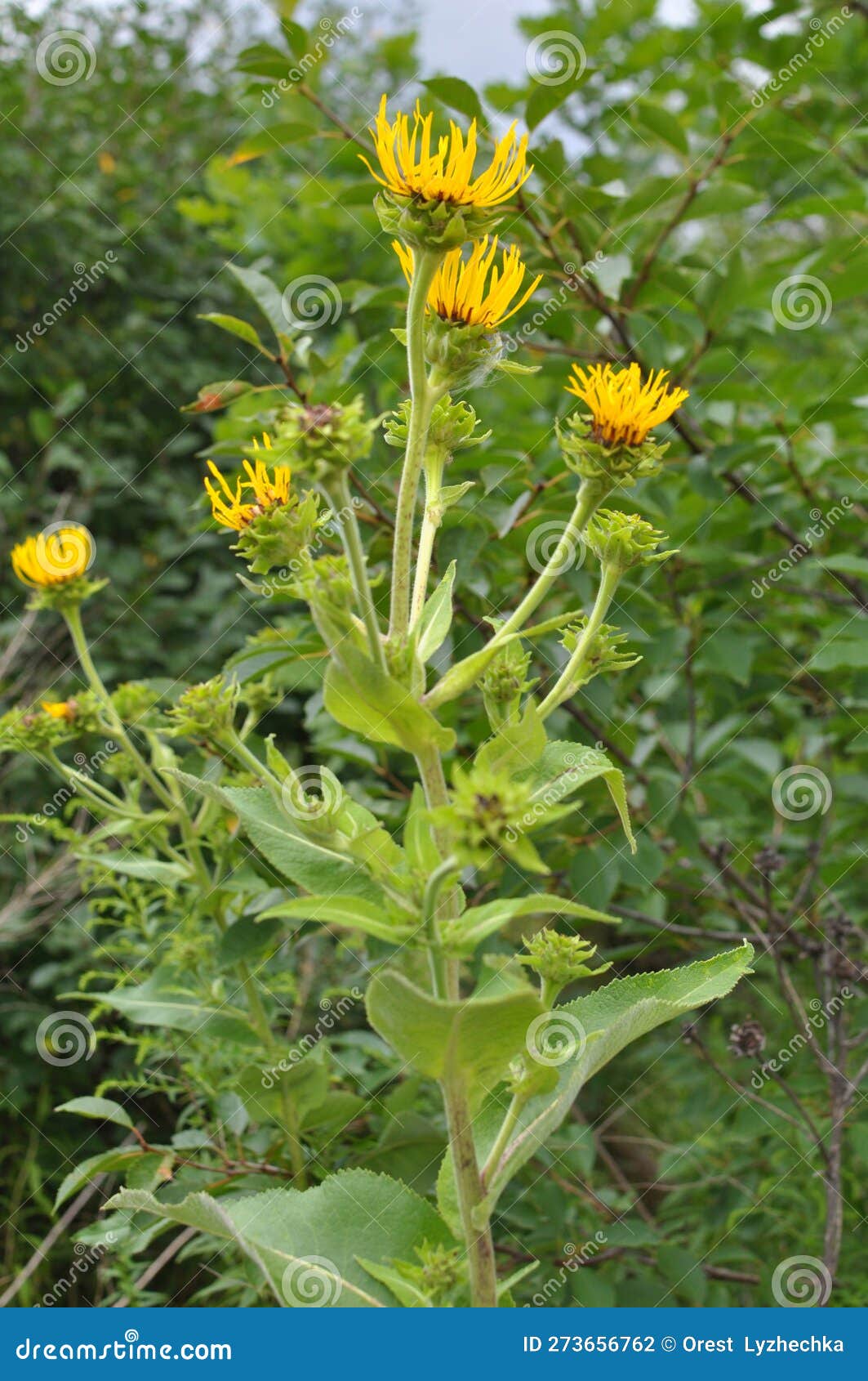 Inula Helenium Grows in the Wild Stock Photo - Image of outdoor, petal ...