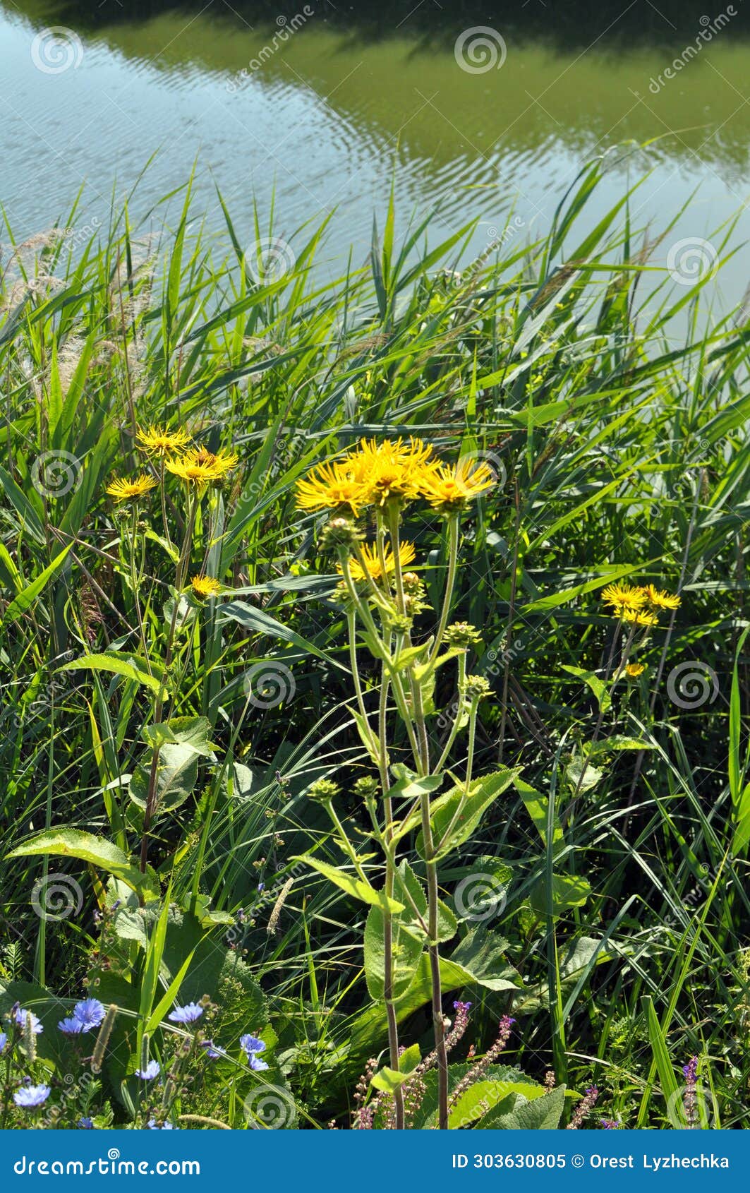 Inula Helenium Grows in the Wild Stock Image - Image of botany, beauty ...