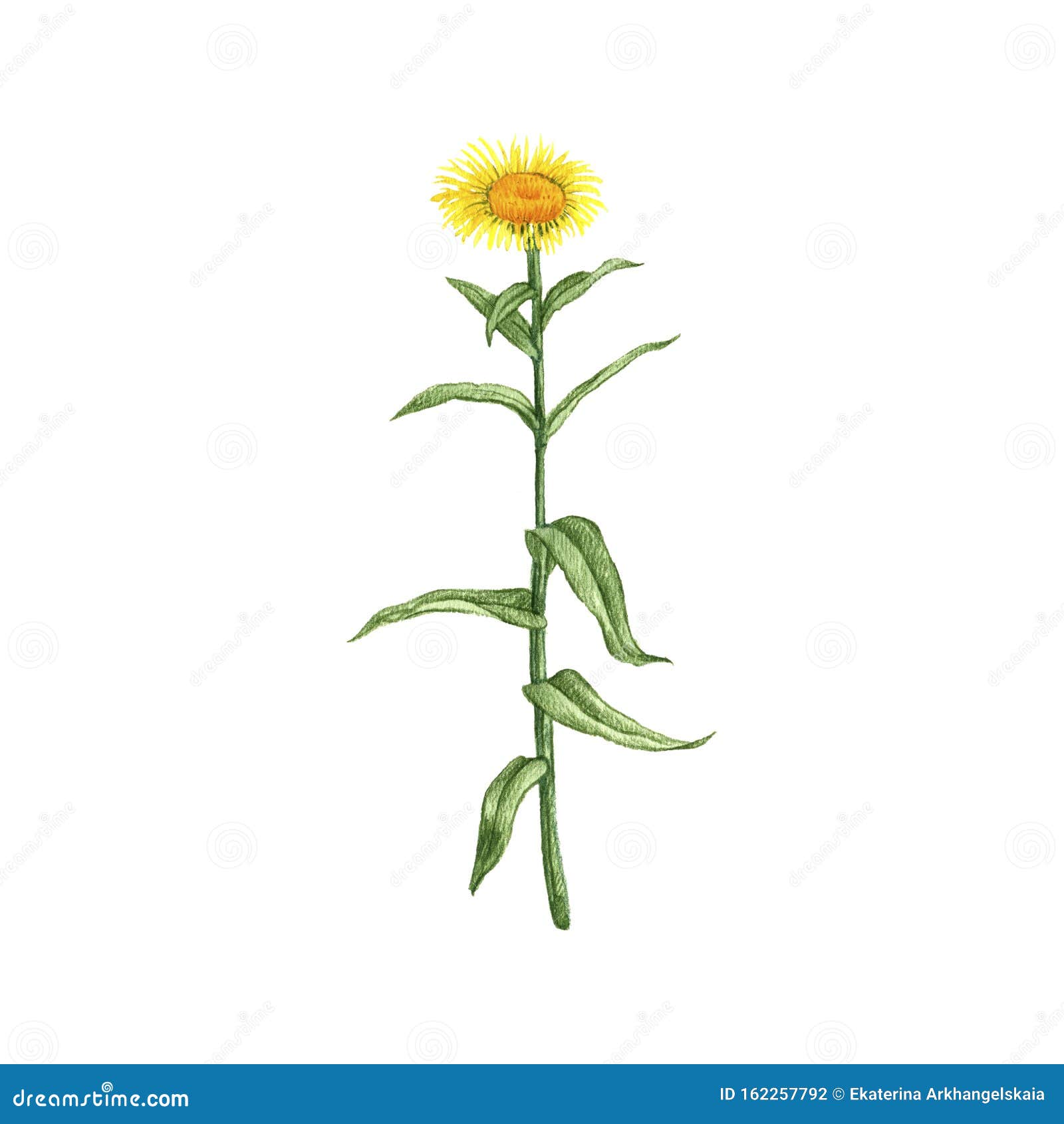 Inula Hirta Flower, Drawing By Colored Pencils Royalty-Free Cartoon ...
