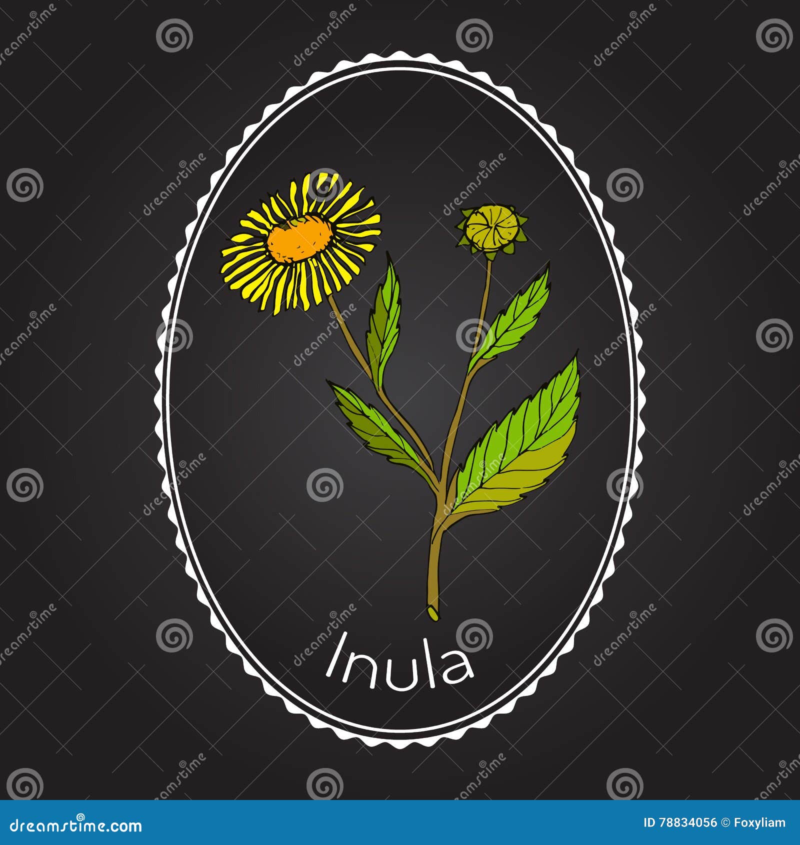 Inula Illustration De Vecteur Illustration de Vecteur - Illustration du ...