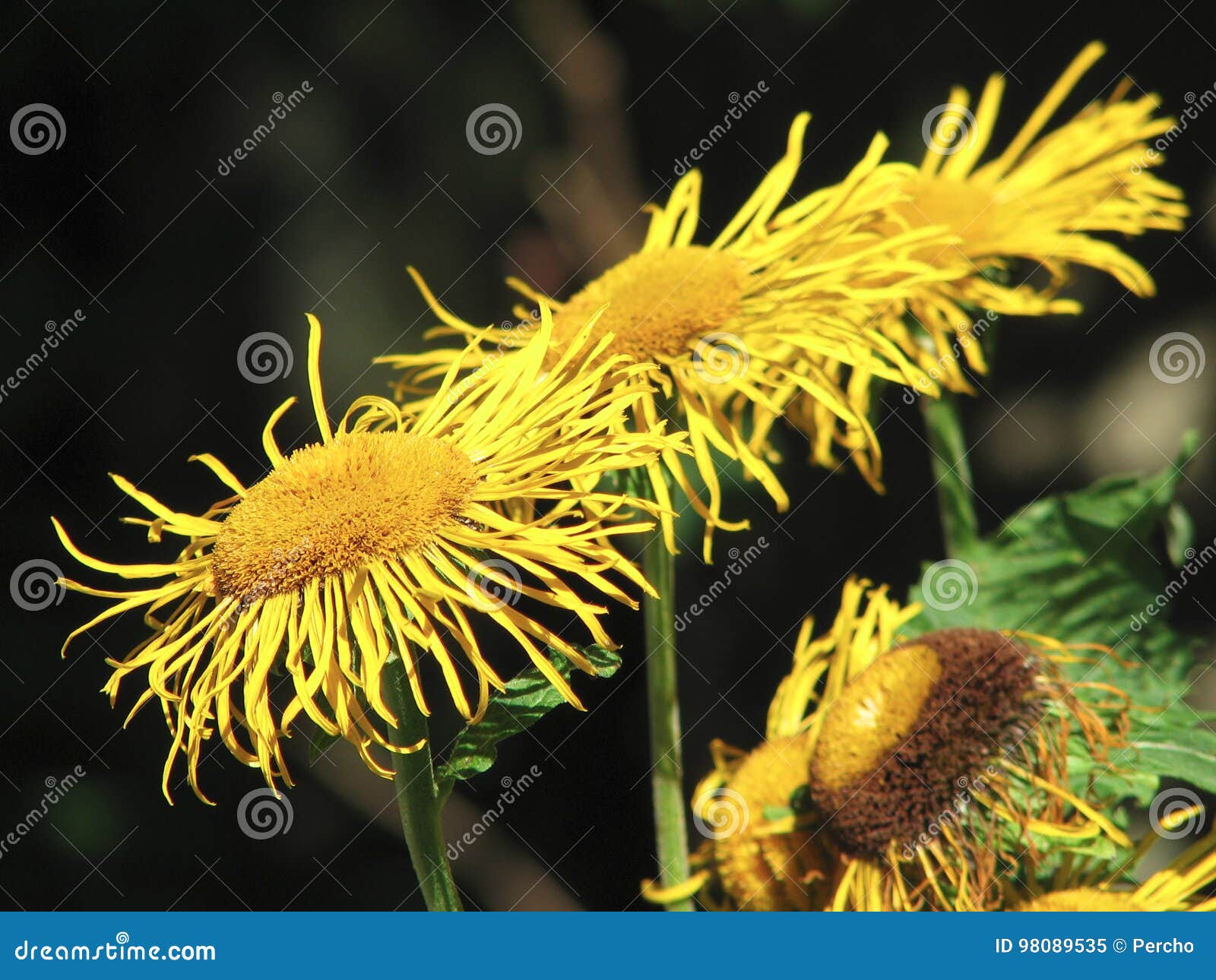 Inula stock image. Image of health, flowering, asteraceae - 98089535