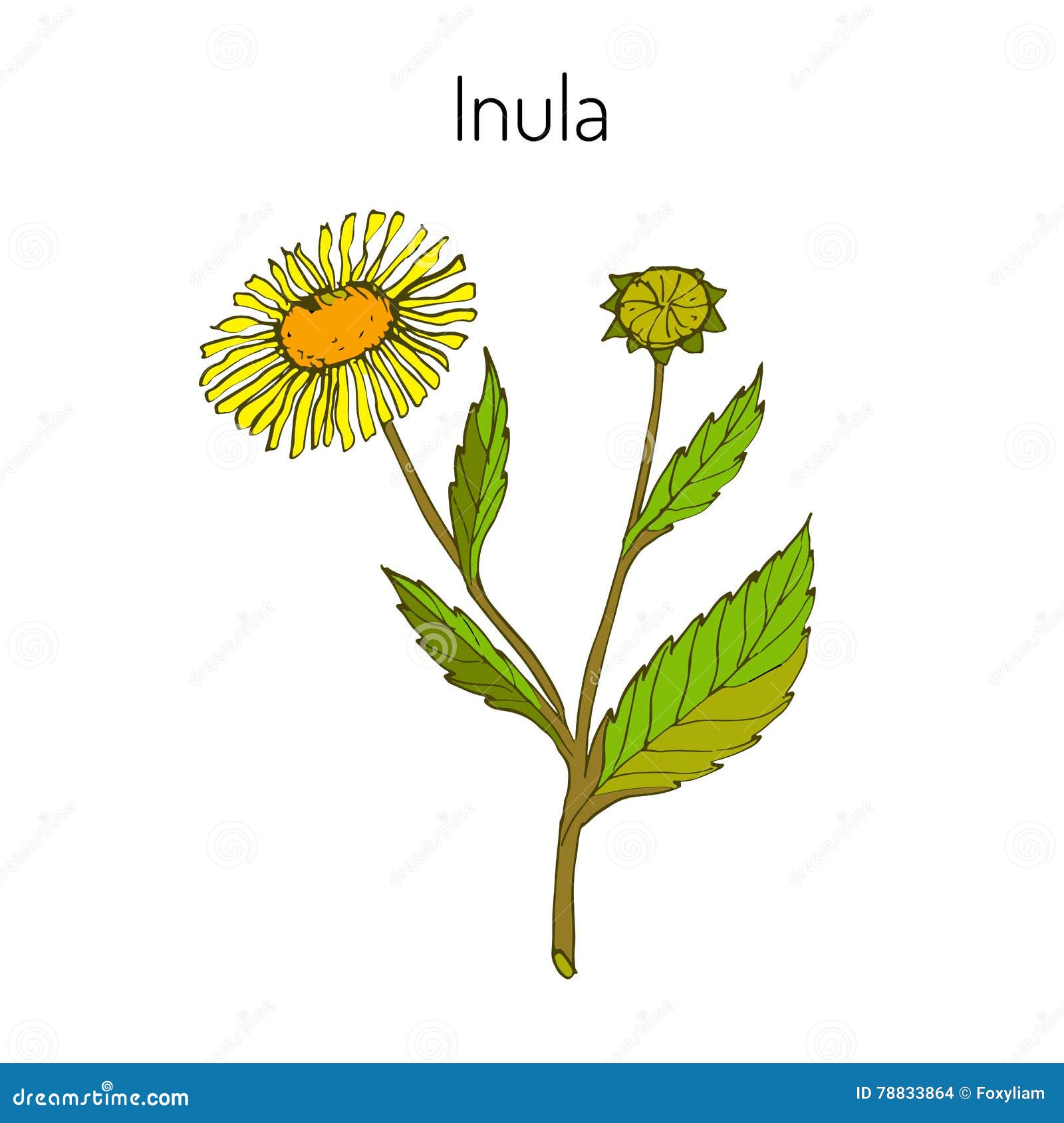 Inula. Vector illustration stock vector. Illustration of healthy - 78833864