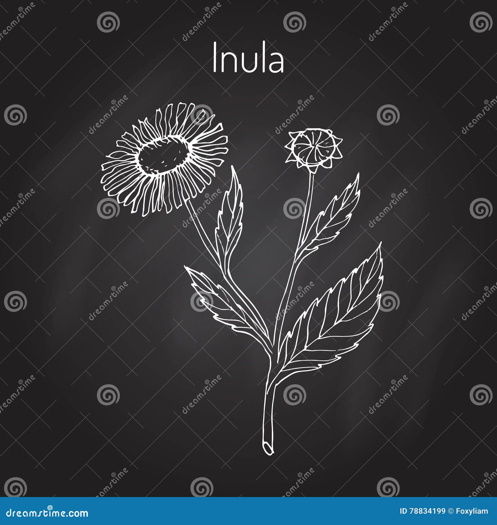 Inula. Vector illustration stock vector. Illustration of plant - 78834199