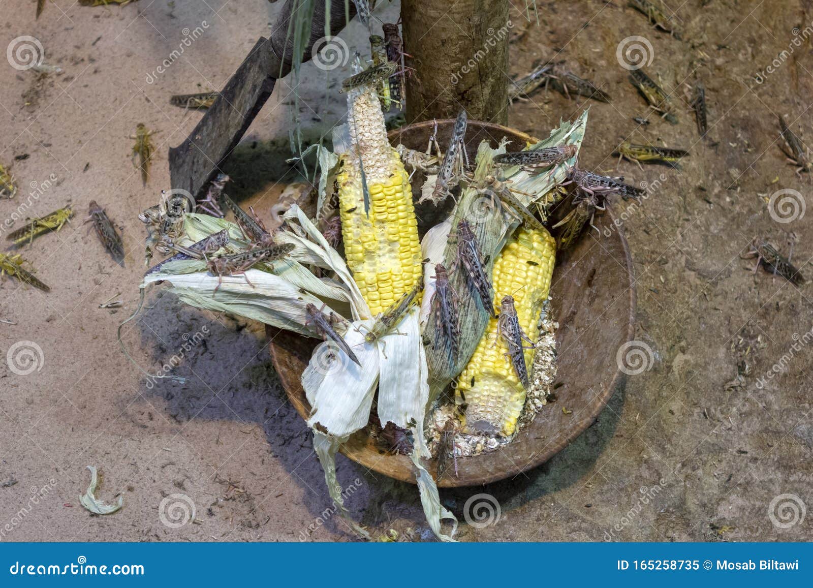 Invasion of Locusts, Locusts Eating Corn Stock Image - Image of ...
