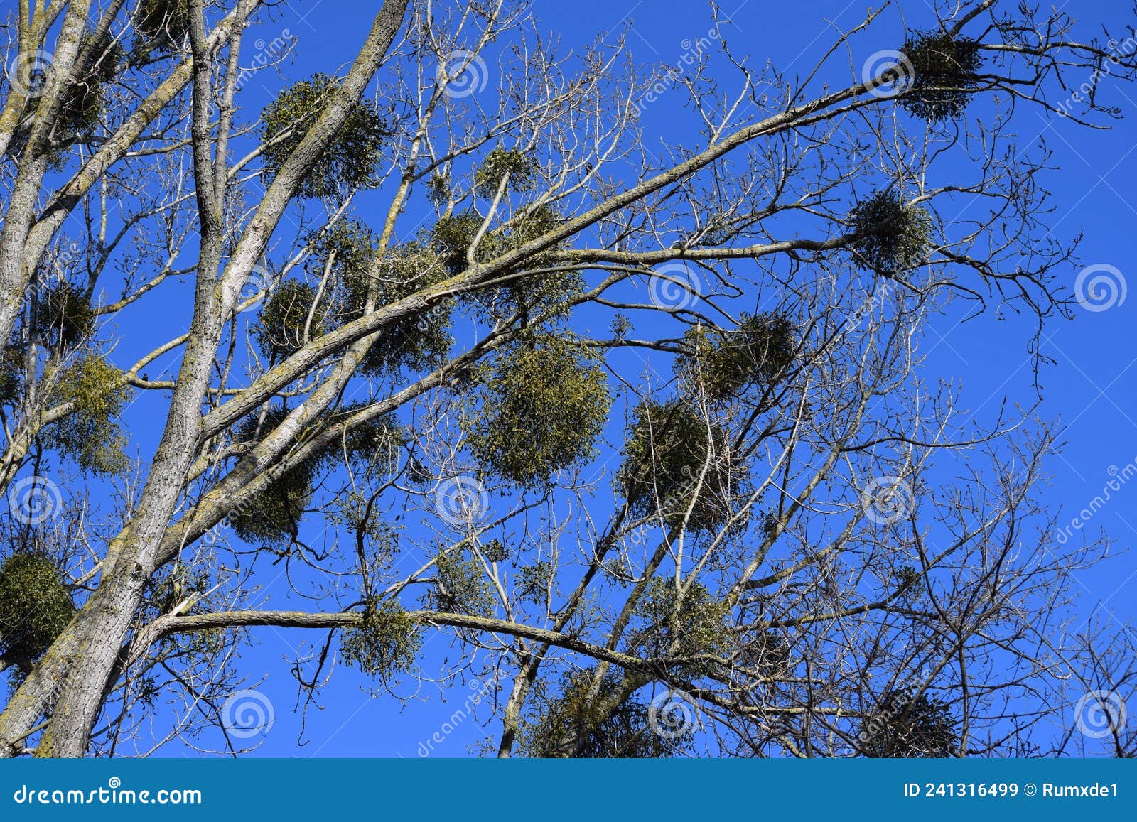 Invasion of Mistletoe stock image. Image of lots, overcast - 241316499