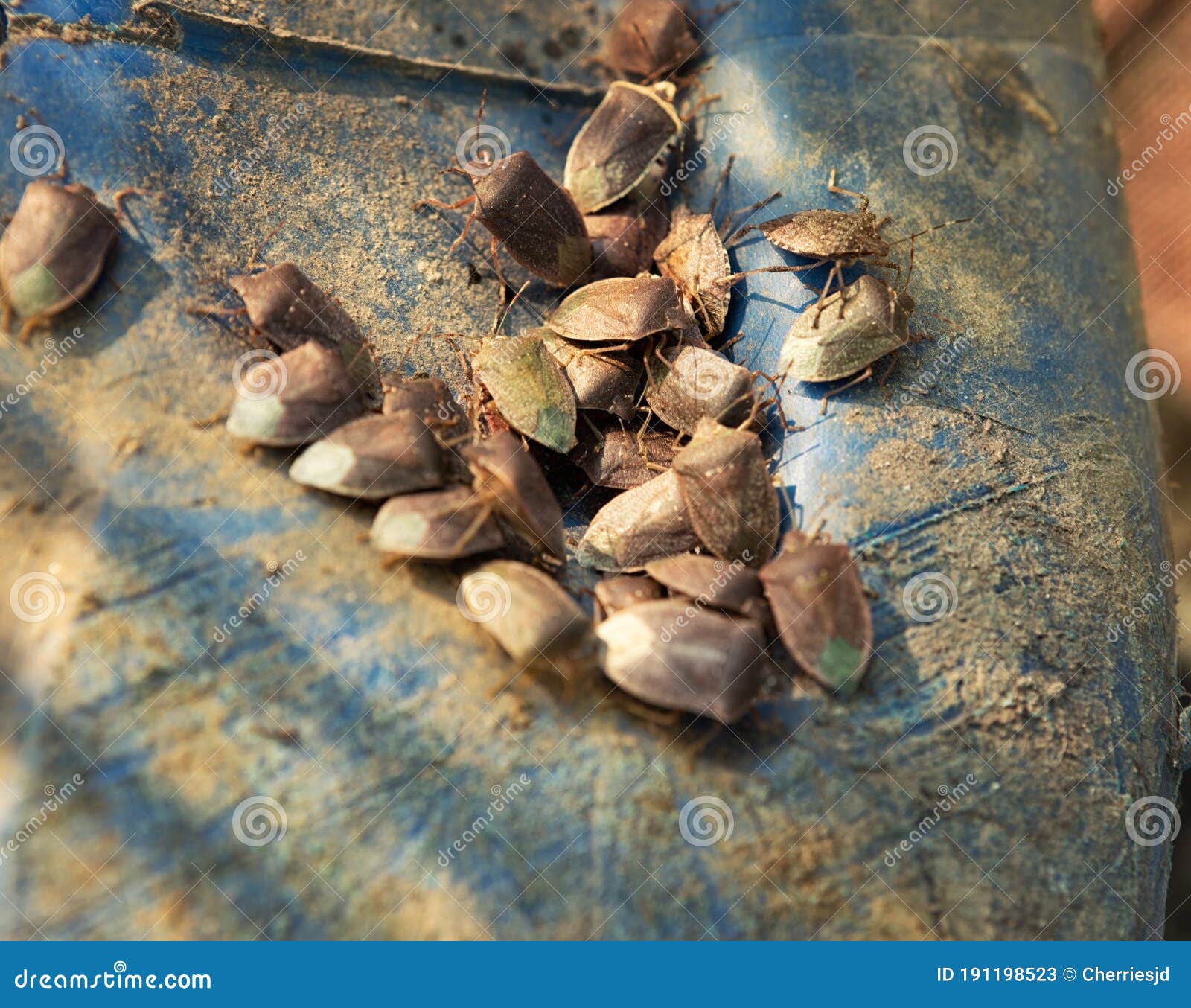 Invasion stinky bugs stock image. Image of green, animal - 191198523