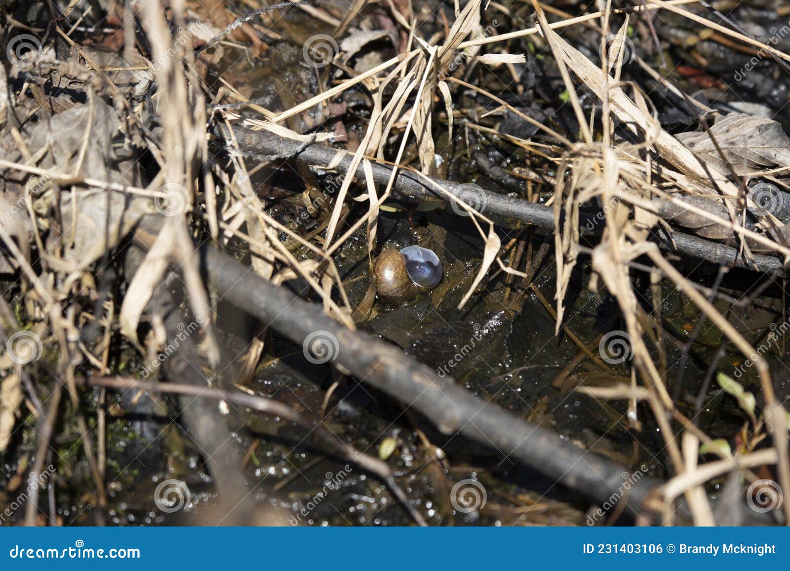 Invasive Apple Snail Shell stock photo. Image of mollusk - 231403106