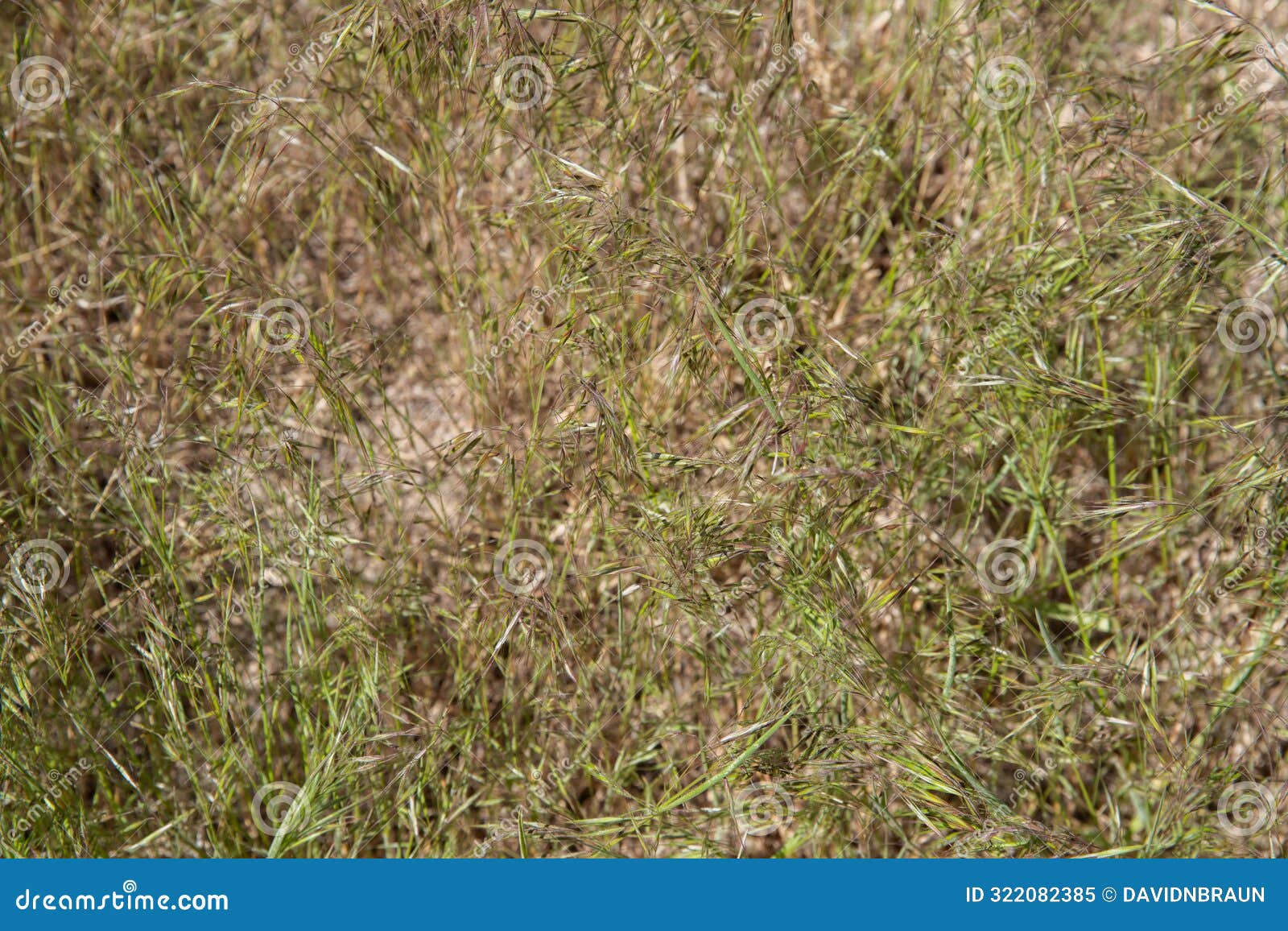 Invasive Cheatgrass in Western U.S. Desert Region Stock Image - Image ...