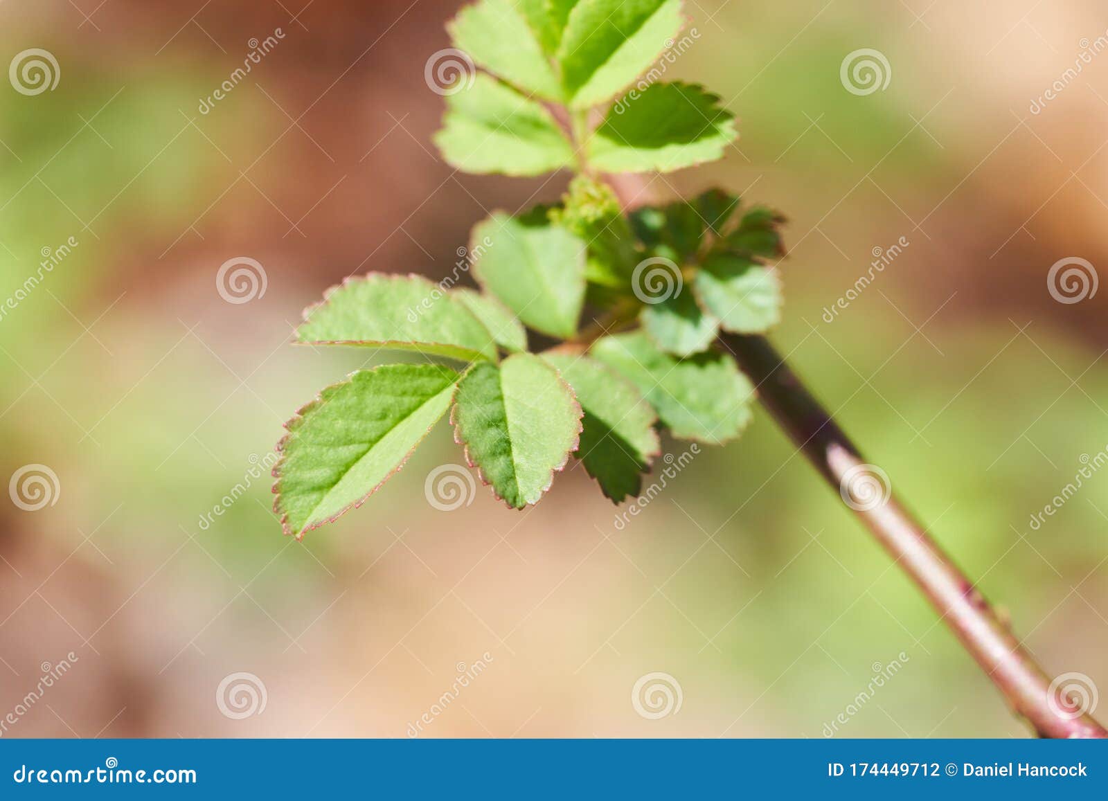 Multi-Flora Rose Leaves in Spring Stock Photo - Image of foliage ...