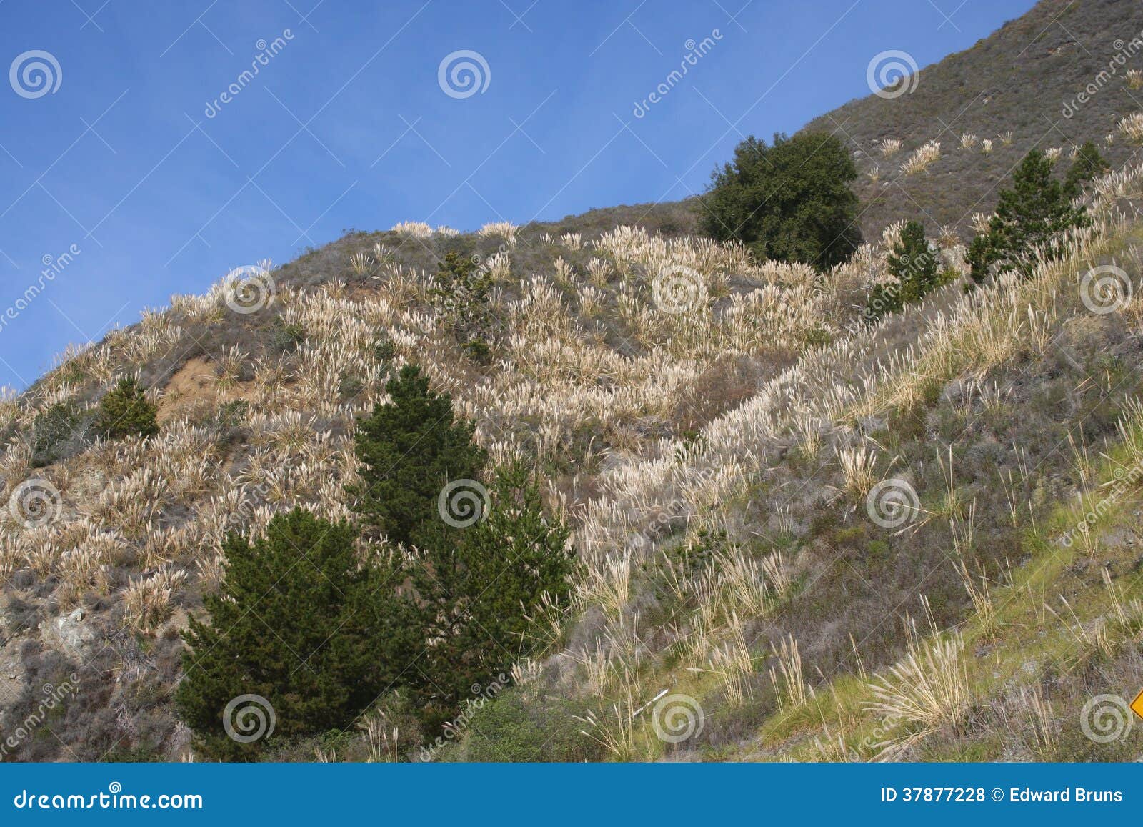 Invasive Pampas Grass in Big Sur California Stock Photo - Image of ...