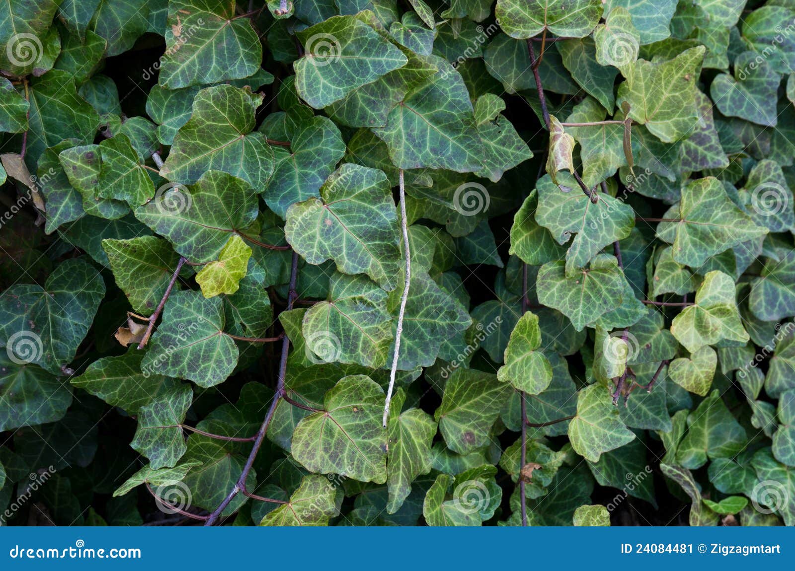 Invasive plant English Ivy stock image. Image of natural - 24084481