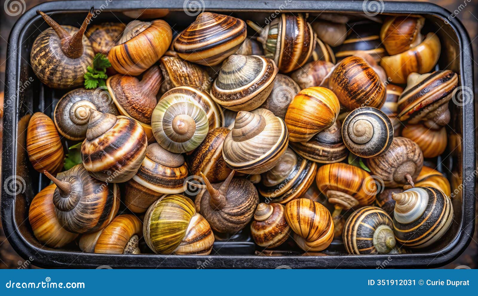 Close-up Of Invasive Emerald Ash Borer Larvae Damaging Native Ash Trees ...