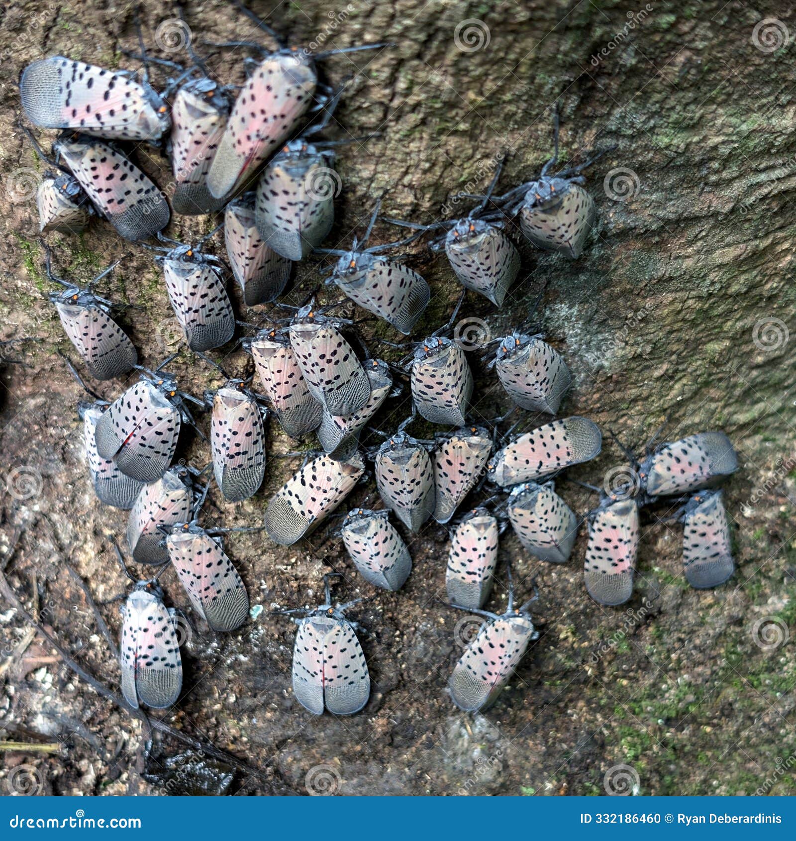 Spotted Lanternflies Clustered On A Tree Stock Photography ...
