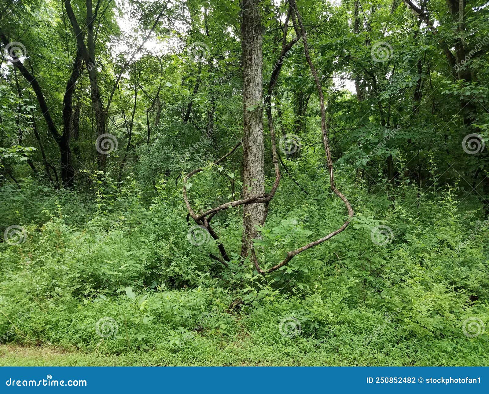 Invasive Vines Wrapped Around Tree in Forest or Woods Stock Photo ...
