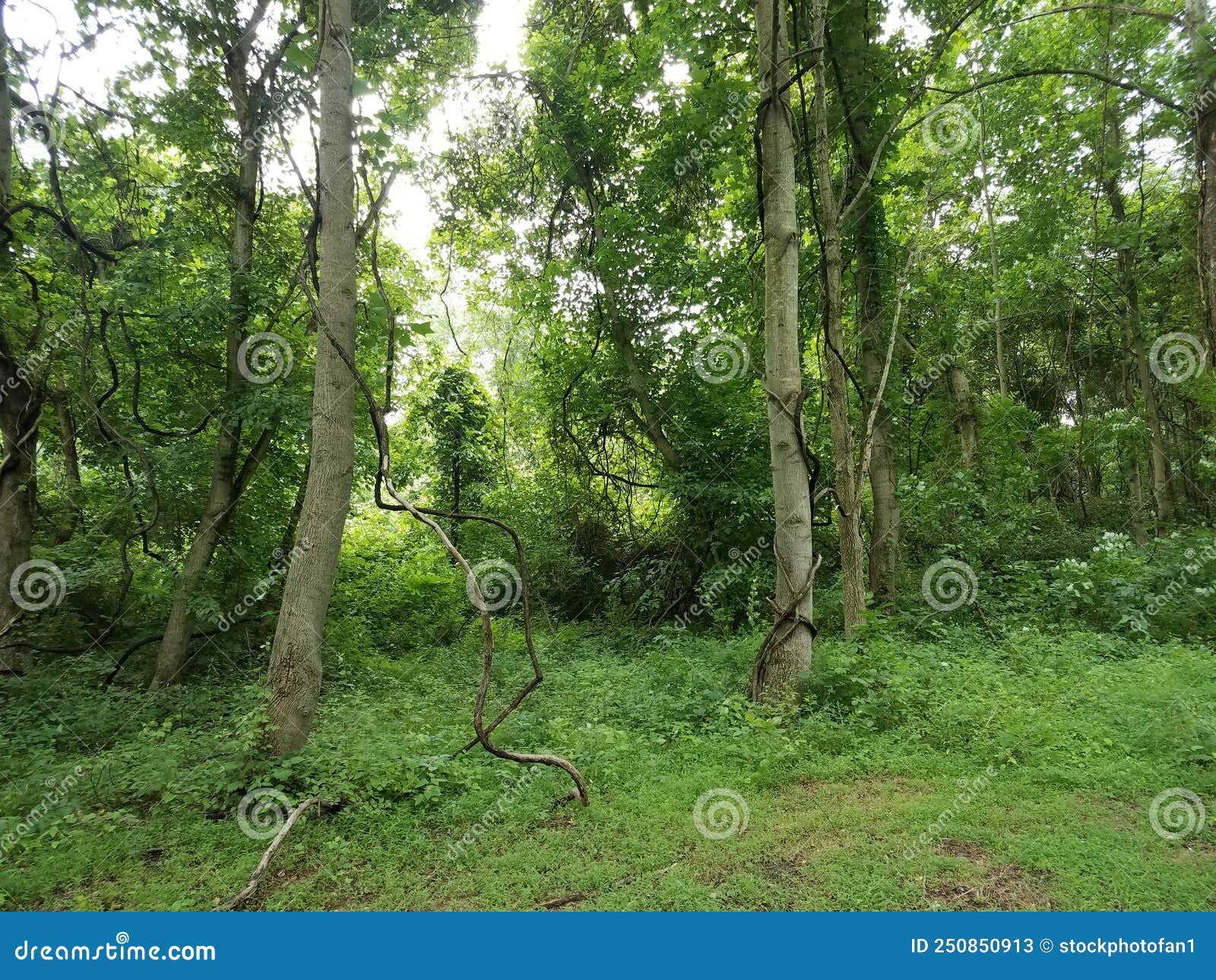 Invasive Vines Wrapped Around Trees in Forest or Woods Stock Image ...
