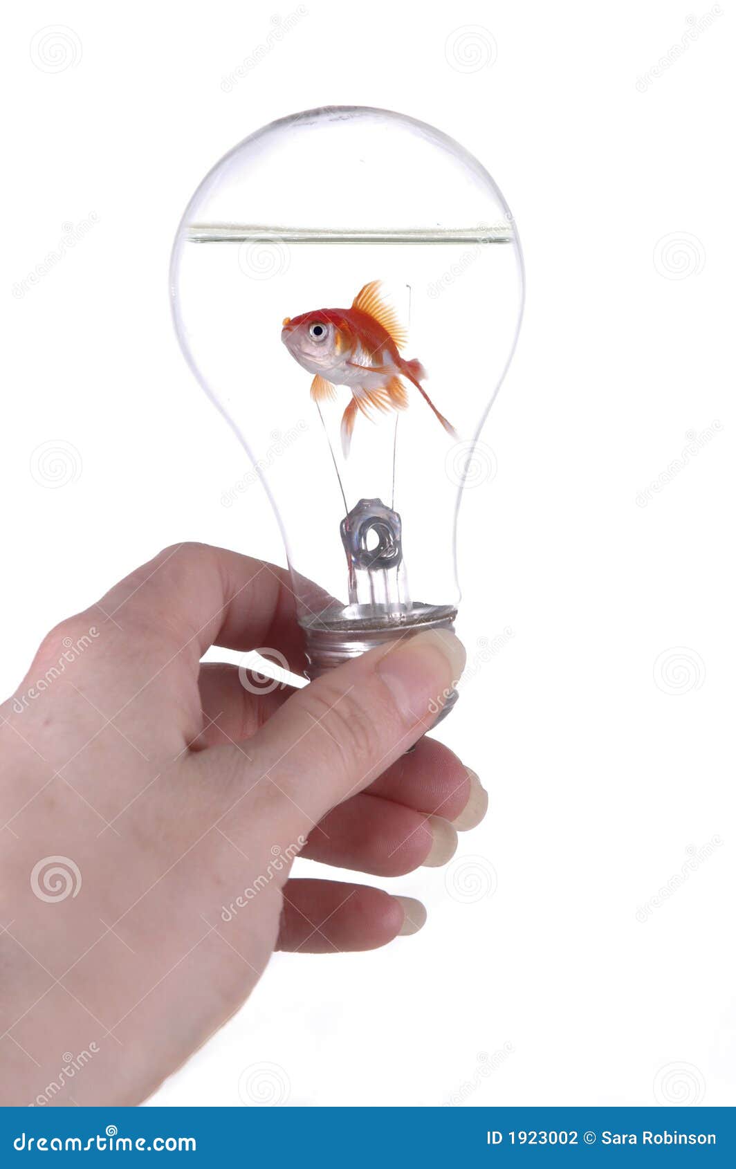 487 Light Bulb Fish Photos - Free & Royalty-Free Stock Photos from ...