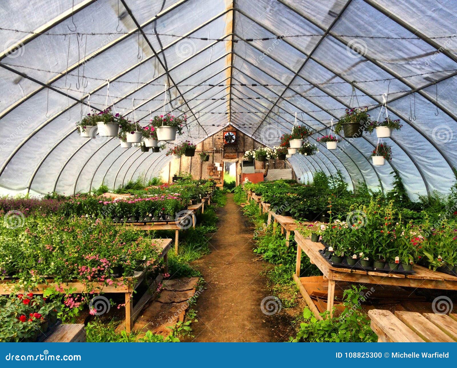 Invernadero foto de archivo. Imagen de podadizo, flor - 108825300