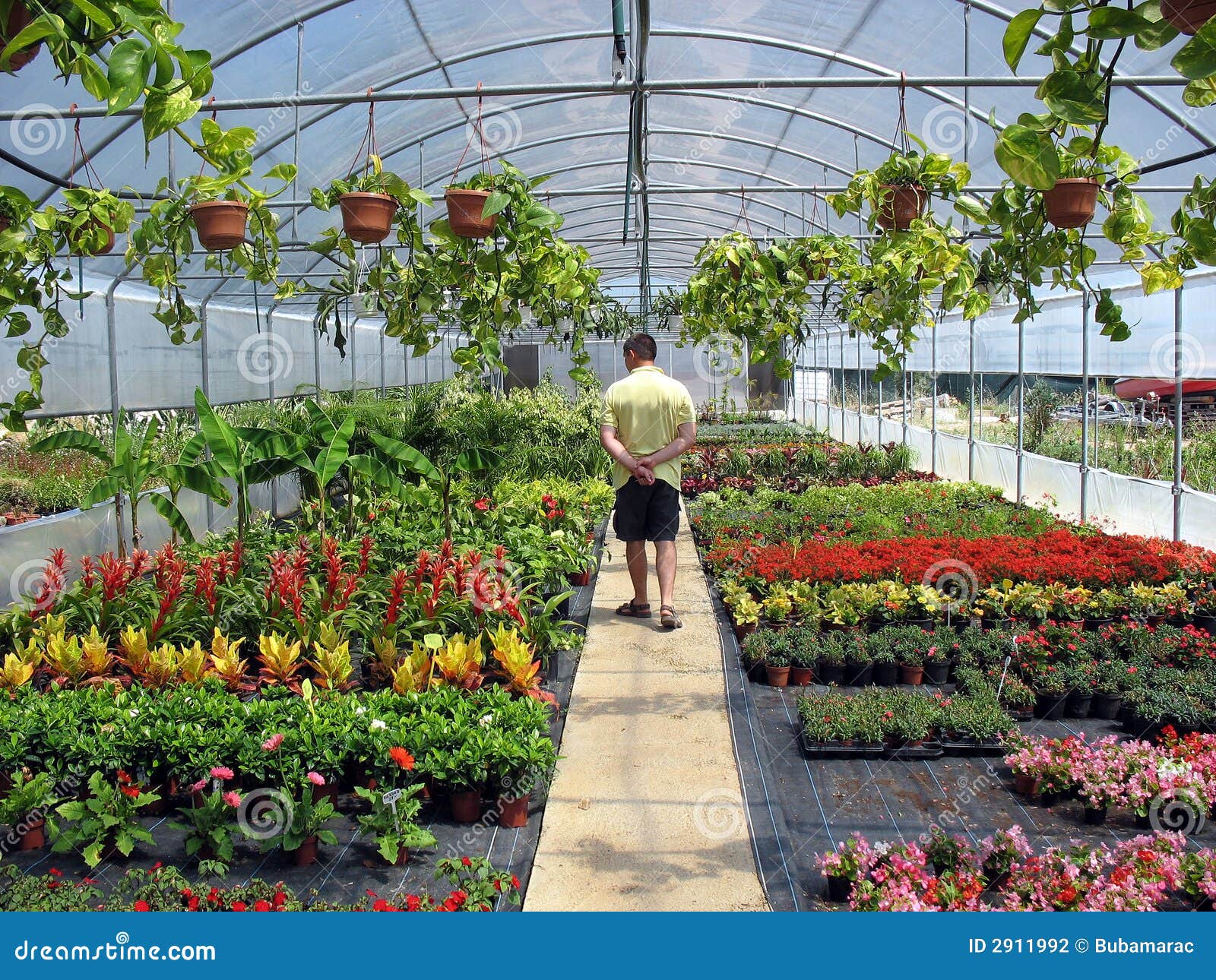 Invernadero foto de archivo. Imagen de cestas, vivero - 2911992