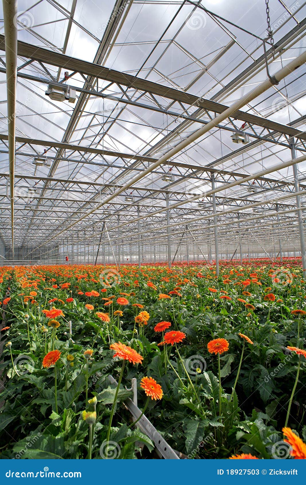 Invernadero de Gerbers imagen de archivo. Imagen de cubo - 18927503