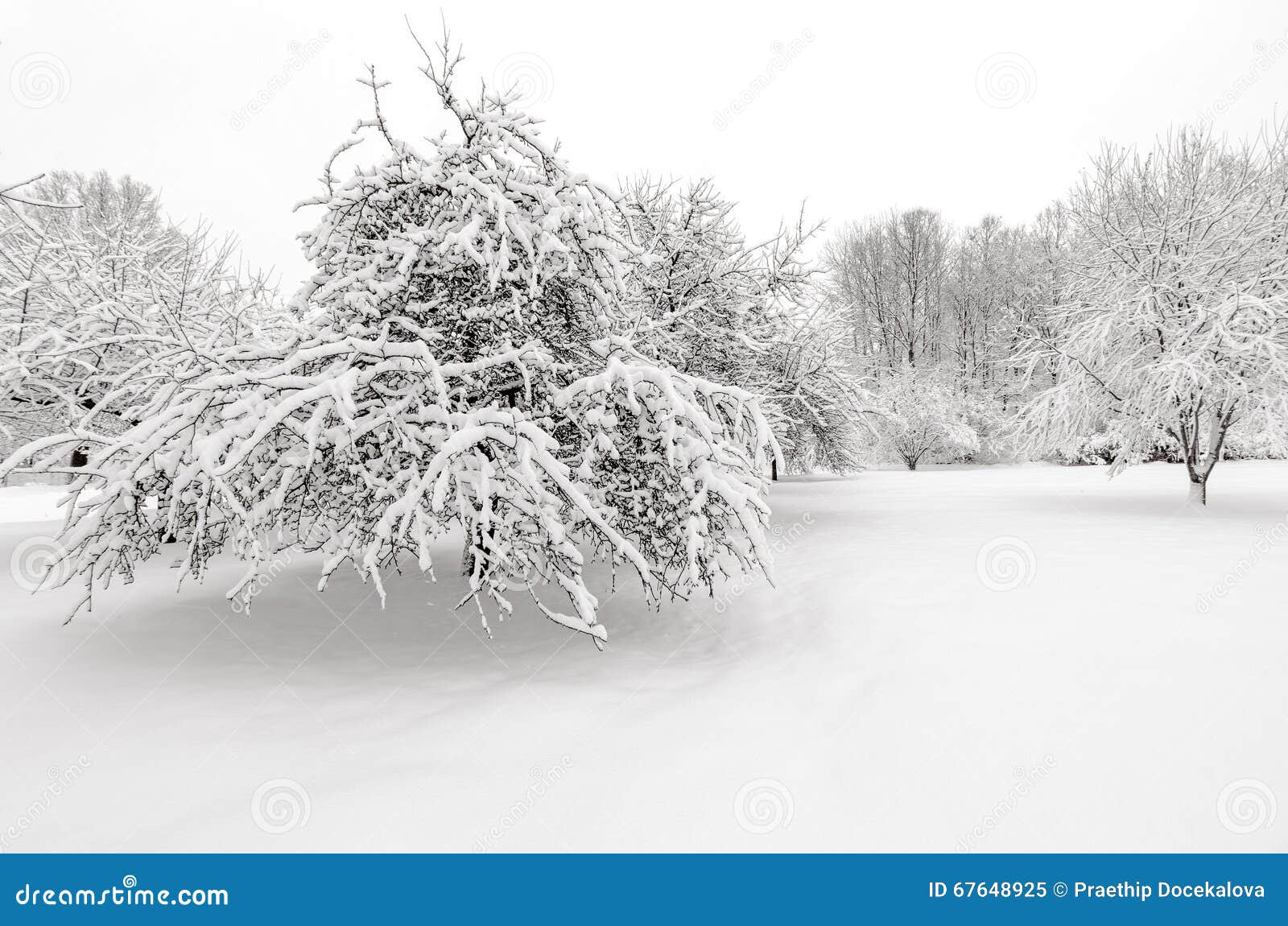 Inverno Con Neve Sugli Alberi Immagine Stock - Immagine di nave, dopo ...