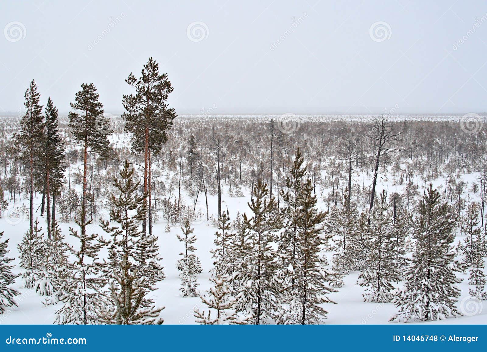 Inverno di Taiga fotografia stock. Immagine di nave, neve - 14046748