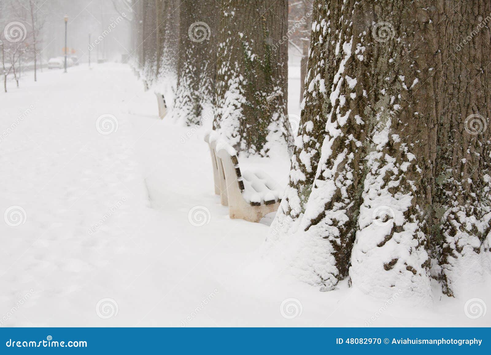 Inverno: Nevar no parque foto de stock. Imagem de carvalho - 48082970