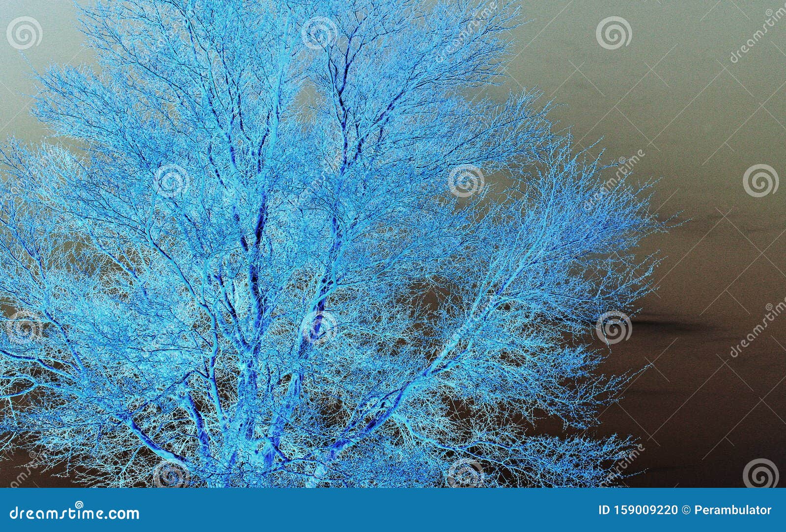 Invert Tree Royalty-Free Stock Photography | CartoonDealer.com #48480833